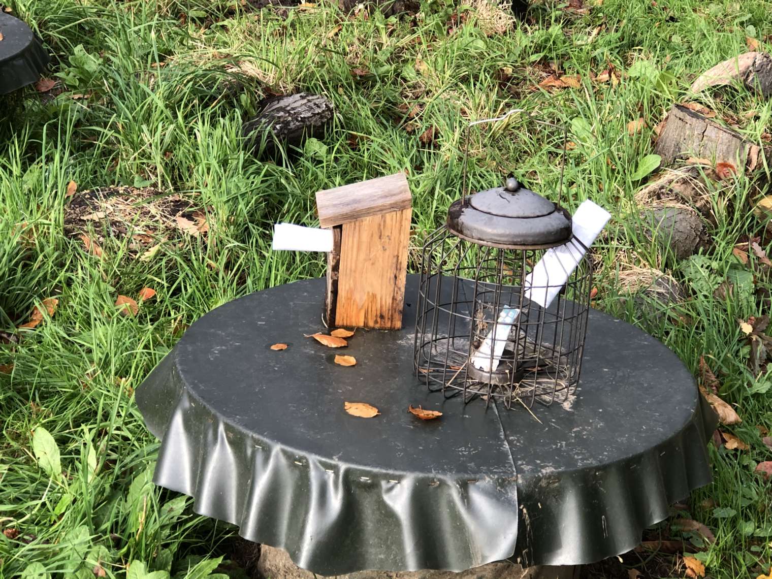 In The Forest… – Overchurch Infant School